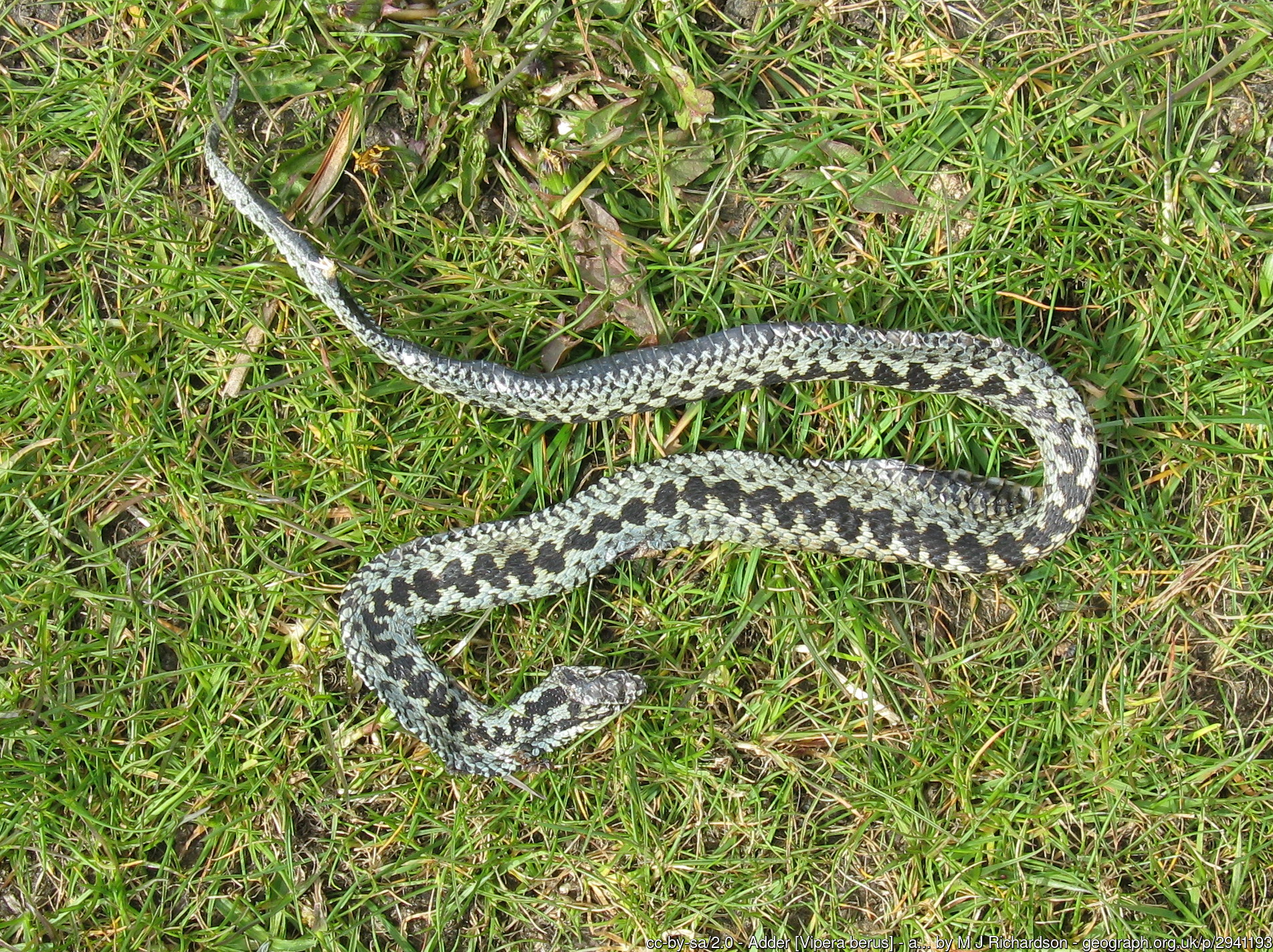 Adders in Scotland - Safety While Mountain Biking
